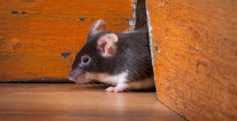 How Do You Know if You Have Mice in Your Home? - Pro Trap Wildlife ...