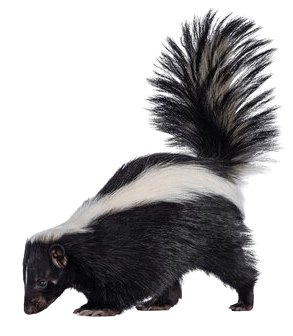Why Skunks Seek Shelter in Essex County Homes - Pro Trap Wildlife ...
