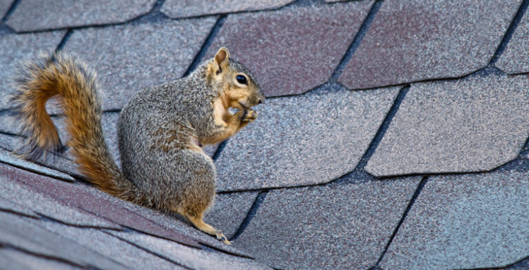 Your Home’s Most Common Animal Entry Points - Pro Trap